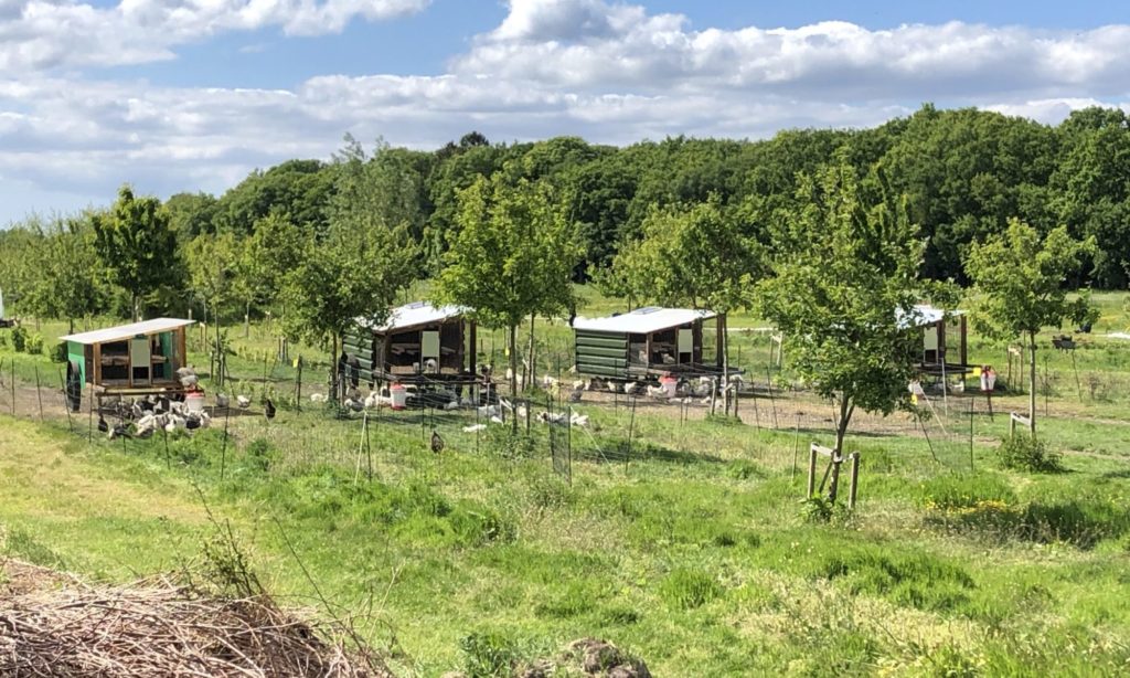 Workshop kip slachten – Eva Vos