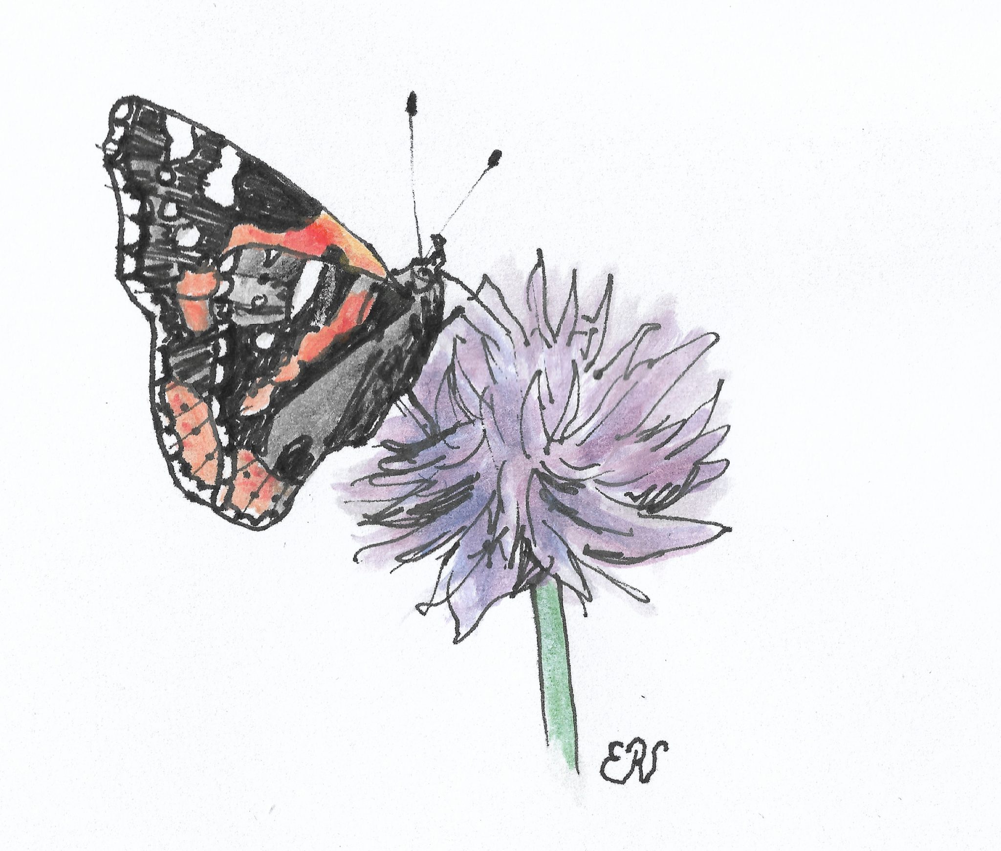 Transitie van gangbaar melkveebedrijf naar regeneratief boeren – Eva Vos